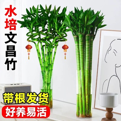 转运竹盆栽室内客厅大型植物绿植老桩造型四季常青好养招财幸福树