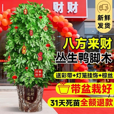 大鸭脚木鸭掌木造型盆栽大型绿植懒人客厅绿植办公室内外四季常青