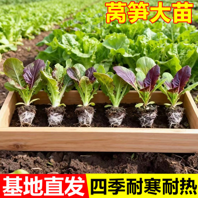 红叶莴苣苗子四季莴笋种子子秧苗