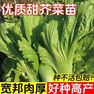 甜芥菜苗种子四季播多枝多笋脆嫩