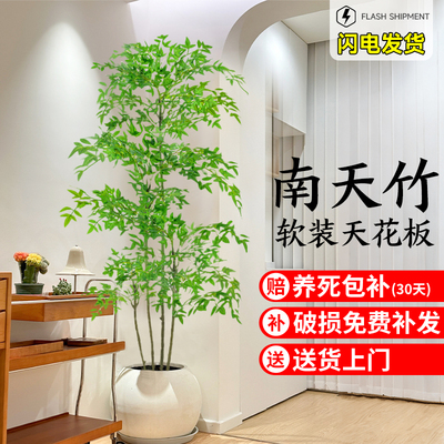 南天竹盆栽大型绿植客厅室内落地盆景火焰树苗老桩禄植物带根造景