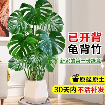 龟背竹客厅大盆栽老桩植物办公室大型绿植室内土培高级感摆件落地