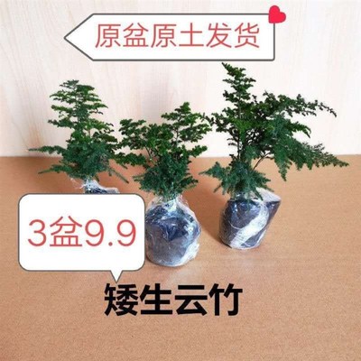 【云竹4盆9.99】矮生云竹文竹假山盆景公室桌面小盆栽好养绿植