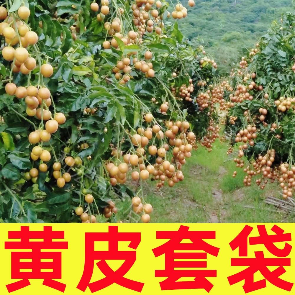 白色加厚荔枝无核黄皮套袋专用袋蓝莓龙眼果袋杨梅桂圆水果纸袋