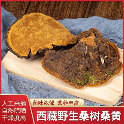 西藏桑树桑黄灵芝野生