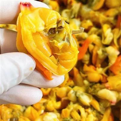 丹东特产特大号贝肉海鲜大文贝即食黄蚬子干新鲜蚬子肉扇贝蛤蜊肉