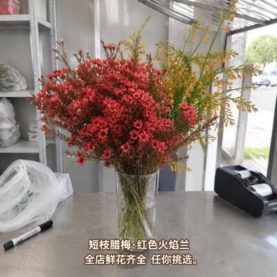 云南鲜花短枝腊梅红色火焰兰组合