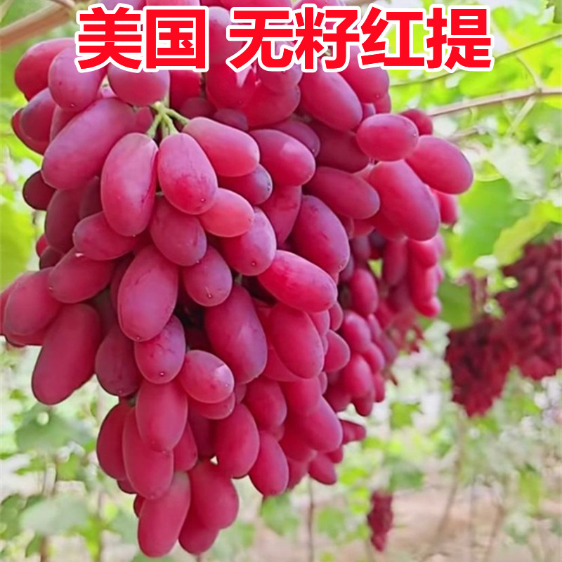 葡萄树苗美国无籽红提子树苗庭院南北方种植盆栽地栽当年结果