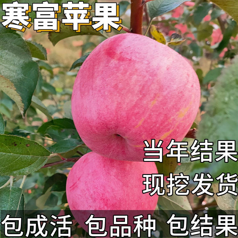 东北寒富苹果苗南北方庭院耐寒特大号盆栽嫁接苹果树果苗当年结果