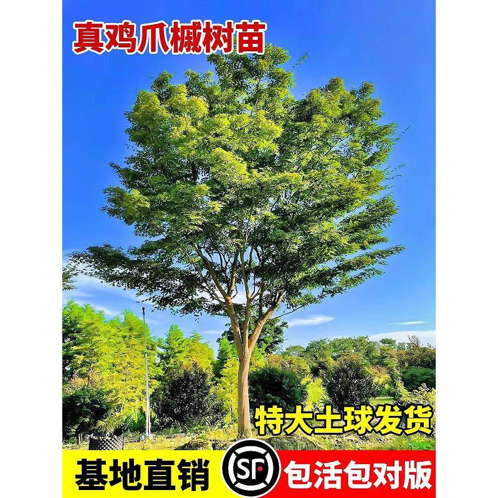 正宗小叶鸡爪槭树苗原生苗四季鸡爪枫树苗园林庭院风景树绿化苗木