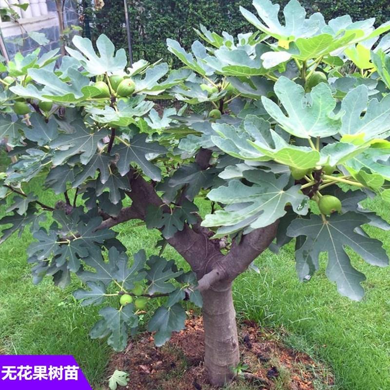 无花果苗盆栽四季特大果树苗当年结果南方北方种植地栽无花果树苗