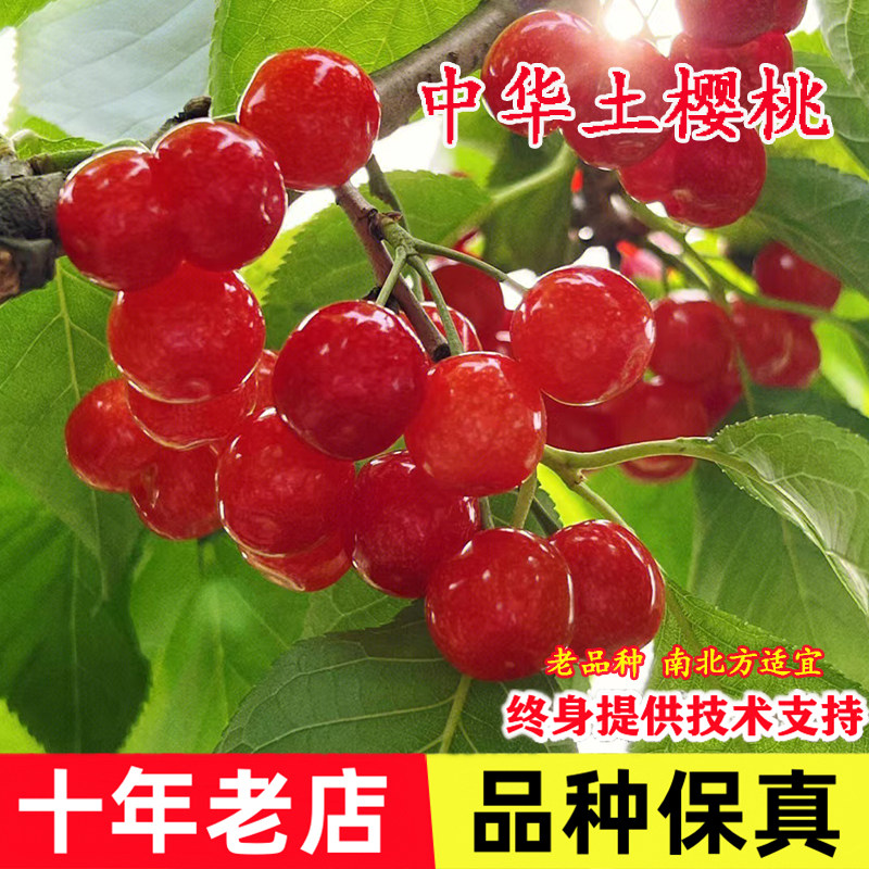 老品种樱桃树苖中华小樱桃苗盆栽车厘子树苗南方北方种植土樱桃树
