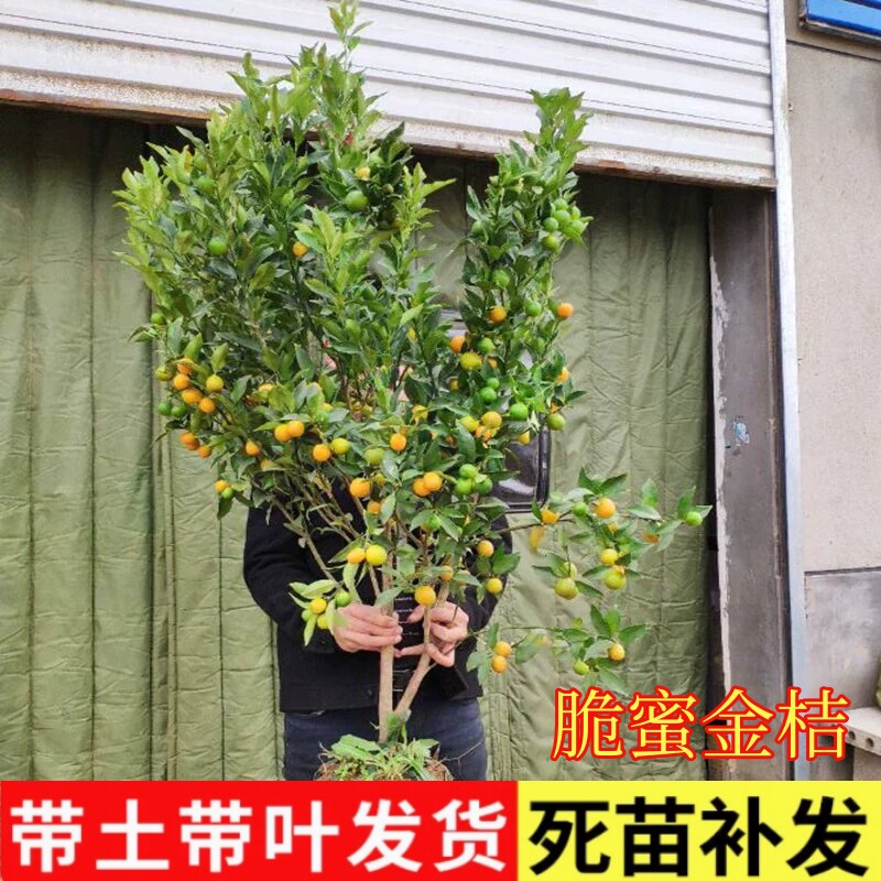 金桔树盆栽带果脆皮金桔苗四季金钱橘树苗蜜糖金桔树树苗基地直销