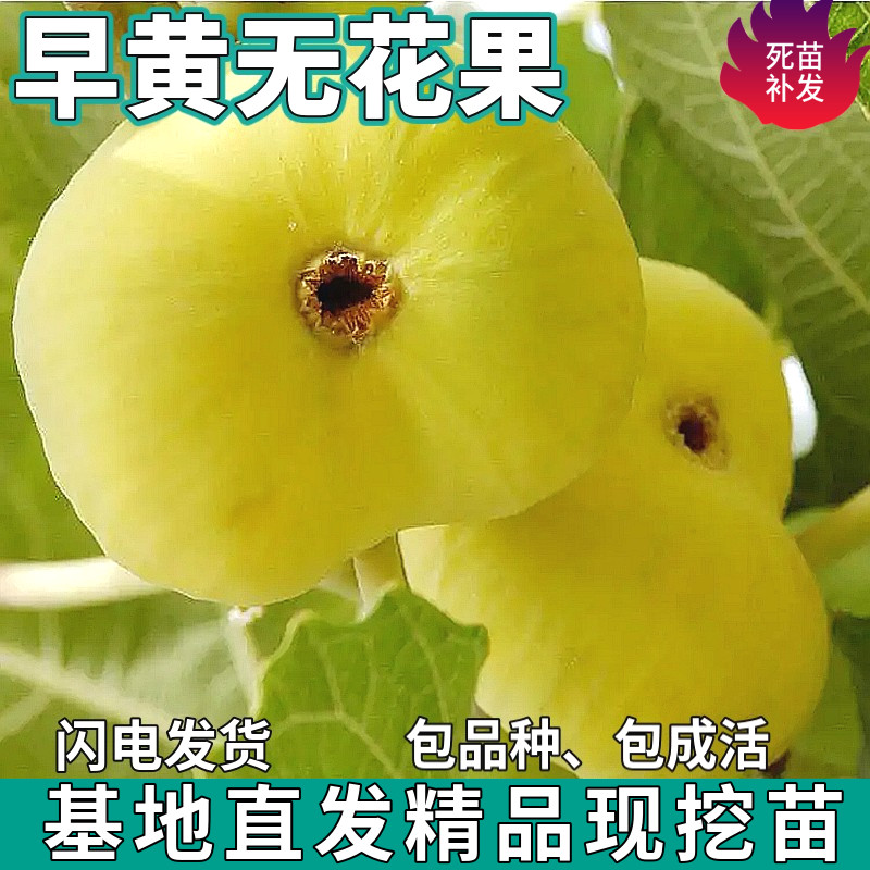 新疆早黄无花果树苗南北方庭院地栽盆栽种植特大嫁接果苗当年结果