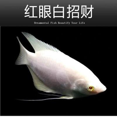 红眼招财鱼战 船鱼活鱼古财鱼中大型热带淡水观赏鱼风水鱼梅花