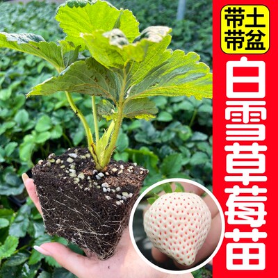 奶油白雪公主白草莓苗秧带原土原盆发新苗对版四季阳台盆栽多年生