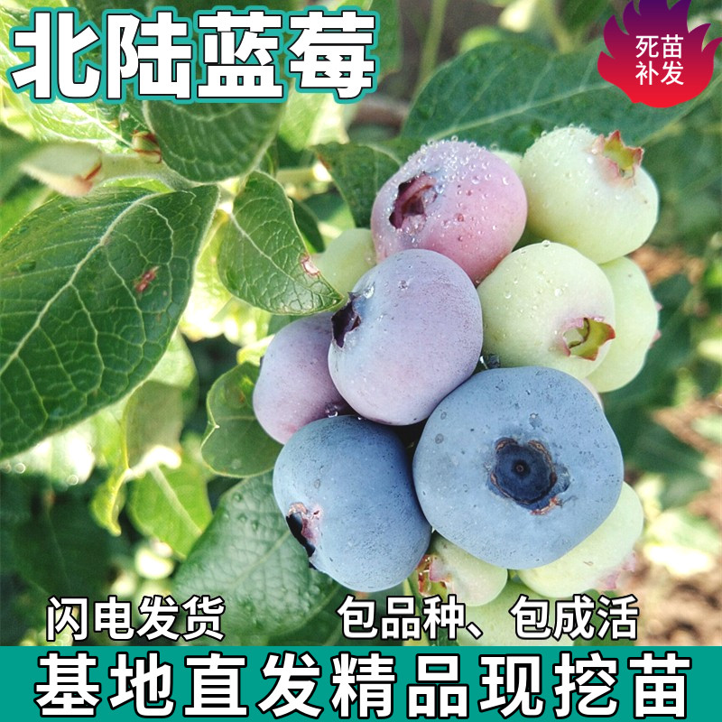 北陆蓝莓果树苗庭院地栽阳台盆栽南北方种植带土包活树苗当年结果