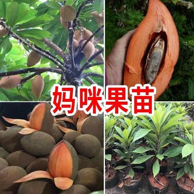 妈咪果树苗马加纳妈咪果苗四季南方种植盆栽庭院阳台马梅果苗当