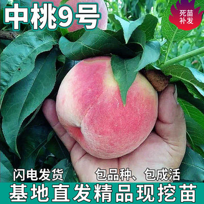 中桃九号桃树苗嫁接离核