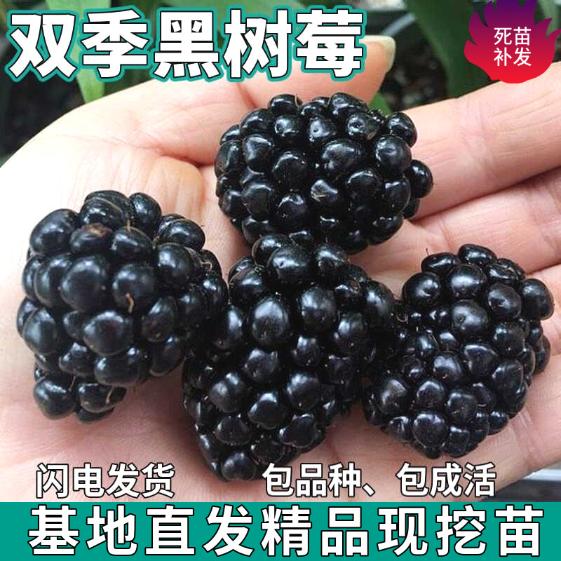 黑树莓苗双季覆盆子果树苗庭院阳台盆栽地栽苗南北方种植当年结果
