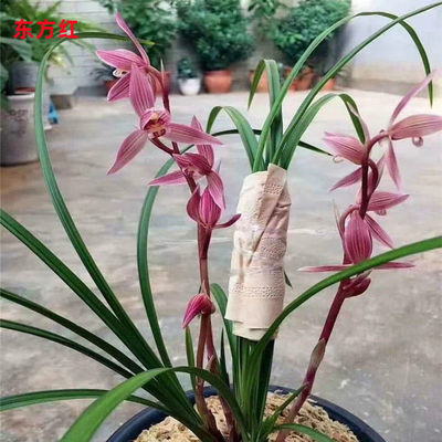 即将上花新品兰花网红色花春寒【东方红】室内外绿植懒人盆栽花卉