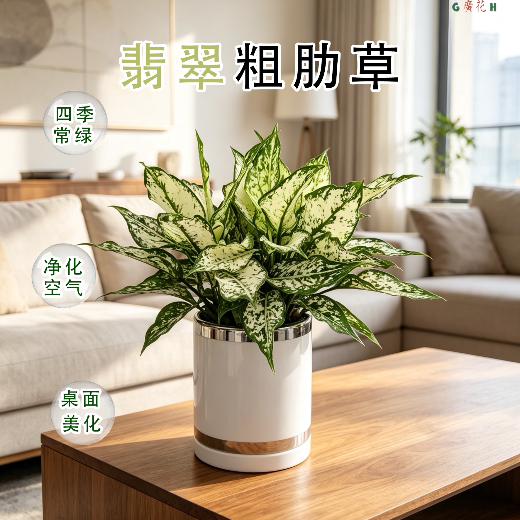 翡翠粗肋草盆栽室内绿植常绿办公室内桌面客厅净化空气好养植物