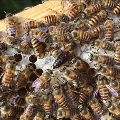 产蜂王产繁殖快产高新蜂王良种产中蜂种蜂王多高蜜强群蜂王蜜蜂开