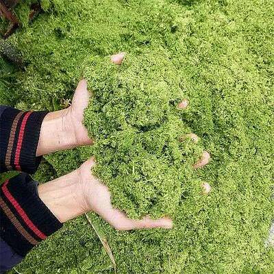 牧草揉丝半物料粉枝碎设草备树秸秆铡机大湿型柴油粉XBH糠机