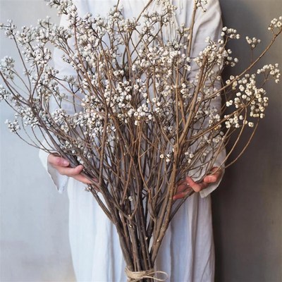 天然树枝树干装饰侘寂风干花高级感真花民宿插花摆件乌桕果小白果
