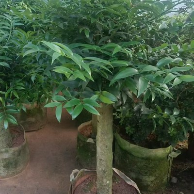 特大竹柏老桩兴旺竹独杆名贵花树苗盆栽花木室内客厅前台耐寒耐热