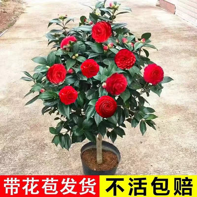 山茶花盆栽带花苞六角大红色
