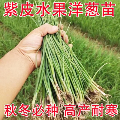 【基地直发】水果洋葱苗子二红皮洋葱种子耐寒紫皮洋葱秧圆葱籽苗