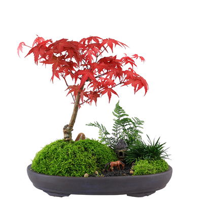 苔藓微景观植物虎须小盆栽文竹钱公桌摆件创意金蒲办菖 盆景