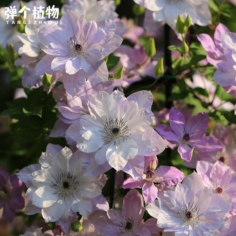 弹个植物铁线莲苗倒影乌托邦约瑟芬爬藤植物大苗耐寒多年生易养