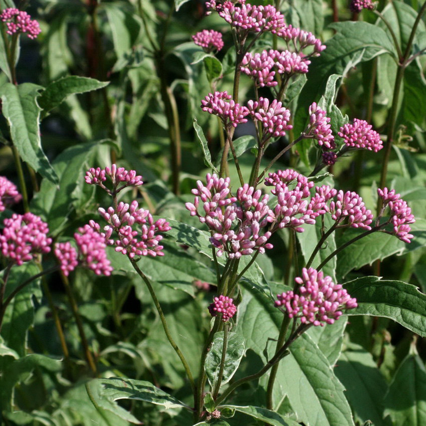佩兰 Eupatorium fortunei Turcz. 芳香植物 香草盆栽 可食用