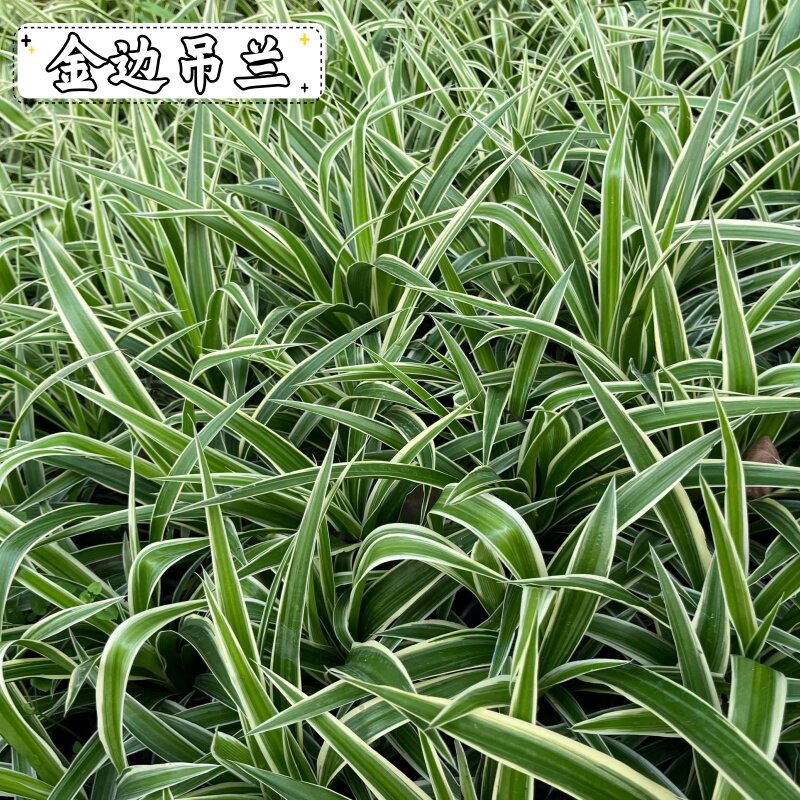 金边吊兰盆栽植物室内垂吊好养花卉盆栽新房阳台客厅净化空气绿植