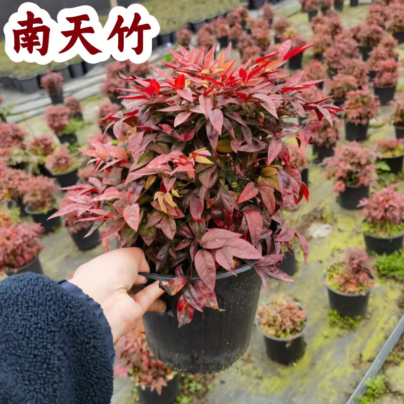 火焰南天竹盆栽树苗庭院观叶花卉绿植造景老桩花境植物搭配红天竹