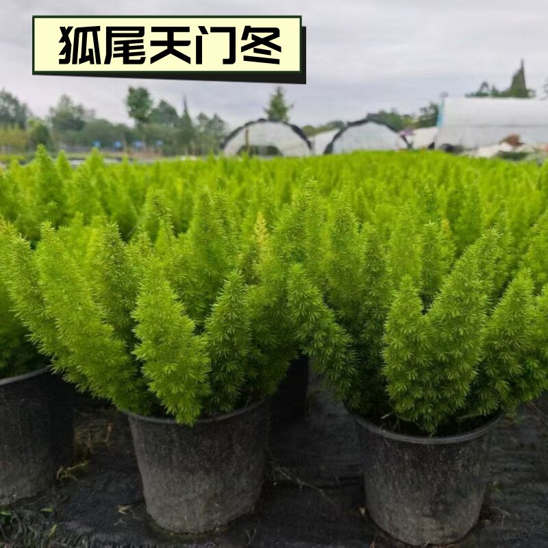 狐尾天门冬新款趣味阳台庭院花园花卉净化空气多年生常青植物驱蚊