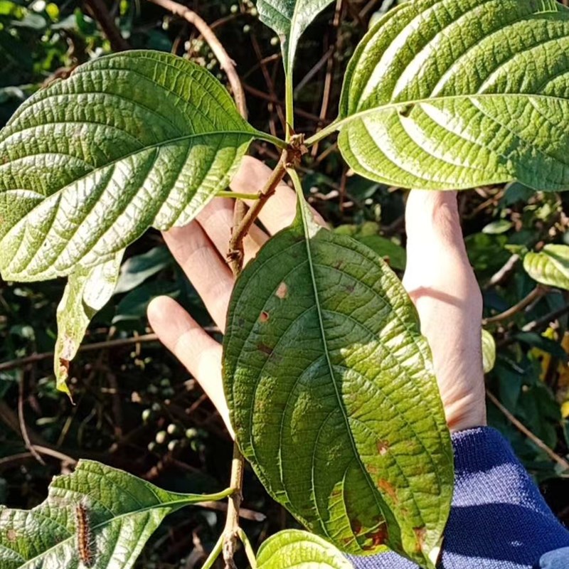 大叶白纸扇 玉叶金花农产品加工设备中草药材