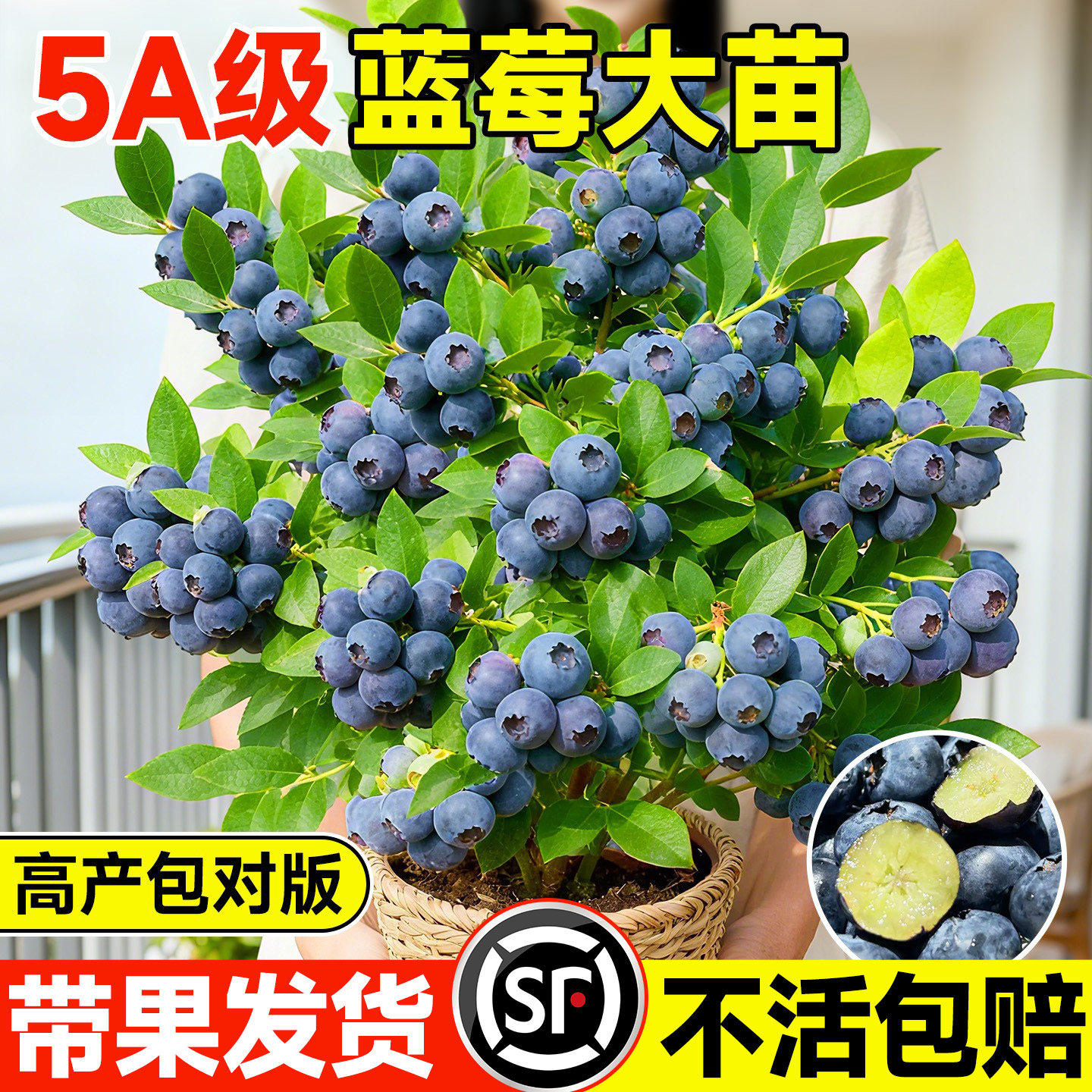 蓝莓树果苗盆栽特大号室内外蓝梅苗地栽阳台四季南北方种植果树苗