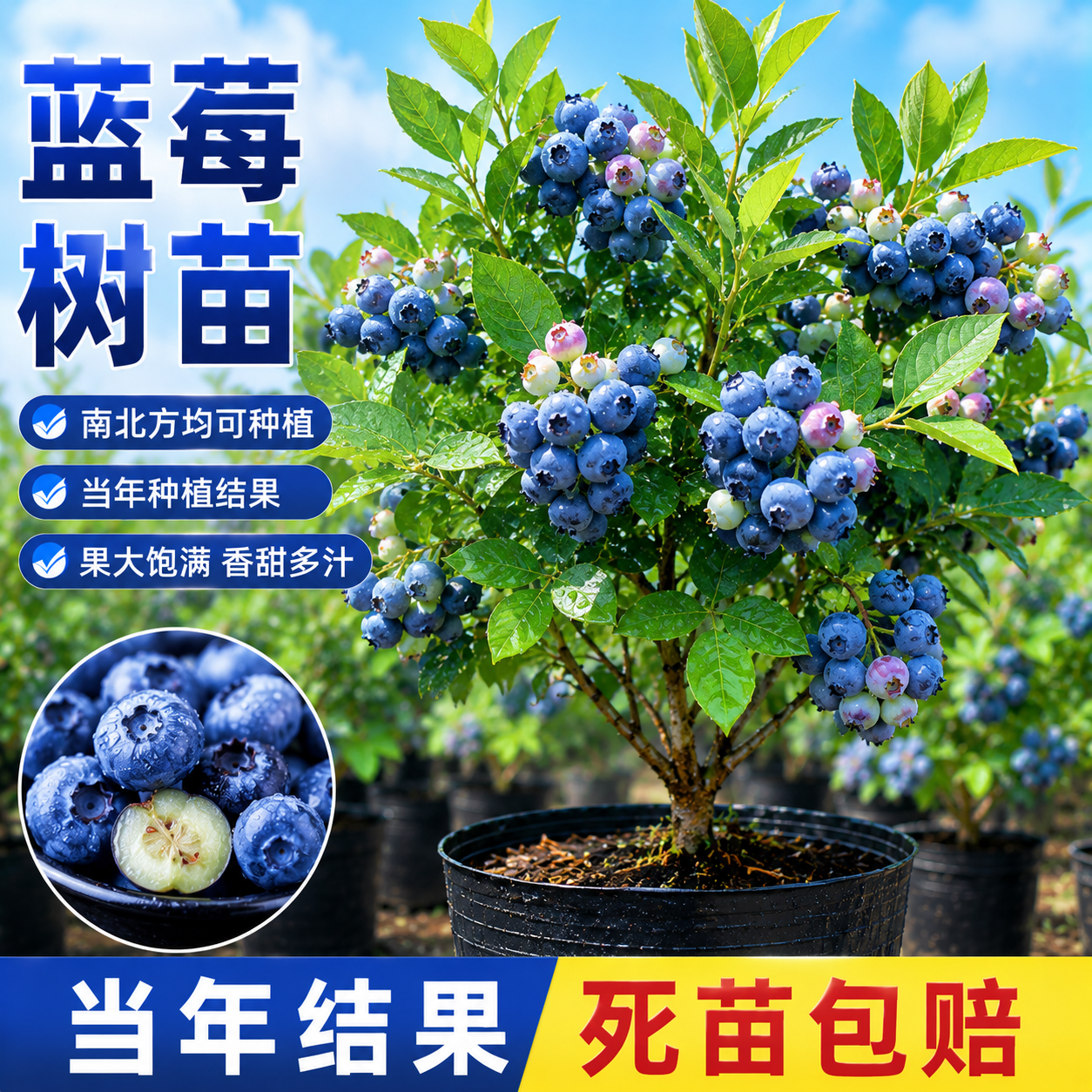 L25大果花香蓝莓树果苗盆栽带果发货南方北方种植四季特大号果树