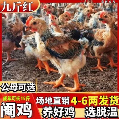 脱温半大鸡苗大脚鸡K9肉鸡九斤红鸡正宗大脚鸡脱温半斤鸡苗线阉鸡