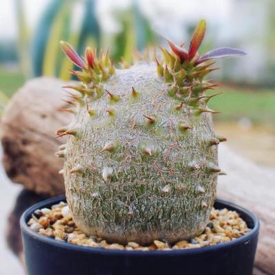 魔界玉 pachypodium makayense块根多肉植物盆