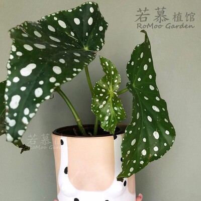 鳟鱼秋海棠  Begonia maculata   波点竹节类 室内绿植盆栽