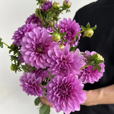 进口大丽花云南斗南鲜花基鲜直发昆明花卉市场批地切花发真花插花