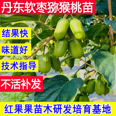丹东软枣猕猴桃苗软枣子奇异莓树