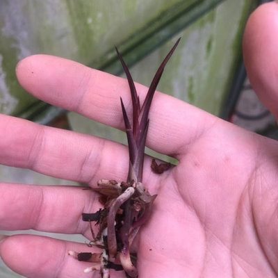 精品矮种春兰～水晶紫红素～叶子全红本园独有浓香好养原盆发货