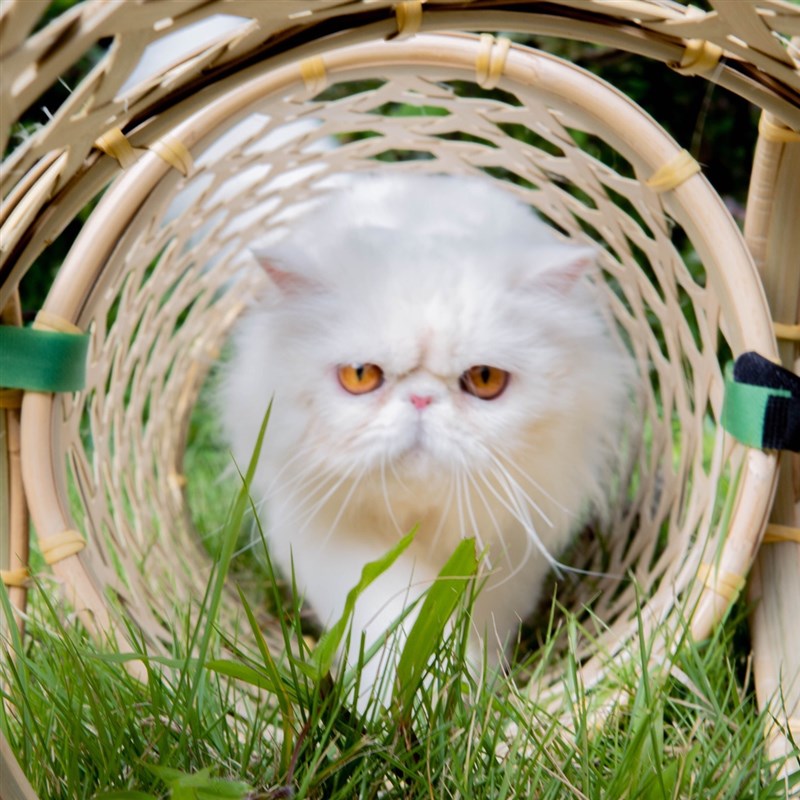龙编猫自嗨解闷隧道通道迷宫玩具钻洞送地竹玩具(滚玲珑球)