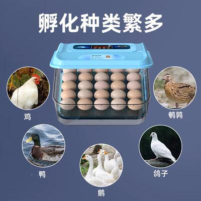 厂家直蛋销仿水床芦丁鸡家用全自动生控塑WZG料泡沫水床孵化器温