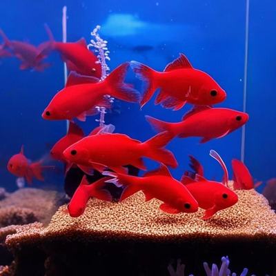 自来水可养红鱼发财鱼冷水观赏鱼